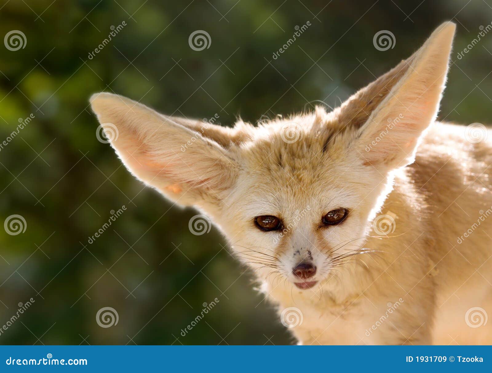 Volpe di Fennec immagine stock. Immagine di frontale, chiusura - 1931709