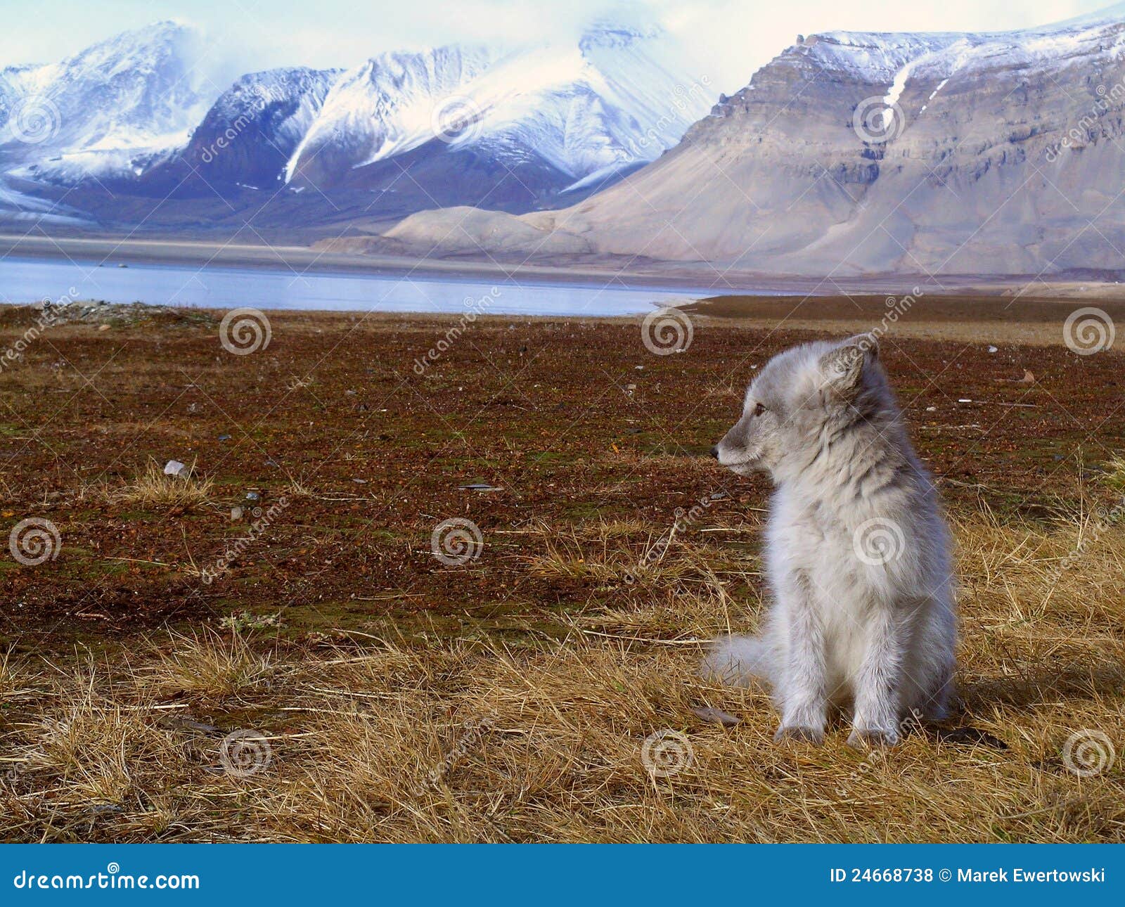 Volpe polare fotografia stock. Immagine di norvegia, animale - 24668738