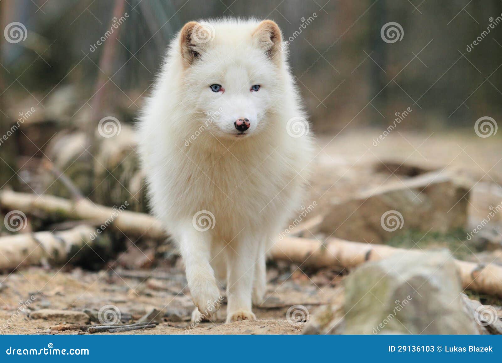 Volpe polare immagine stock. Immagine di polare, nave - 29136103