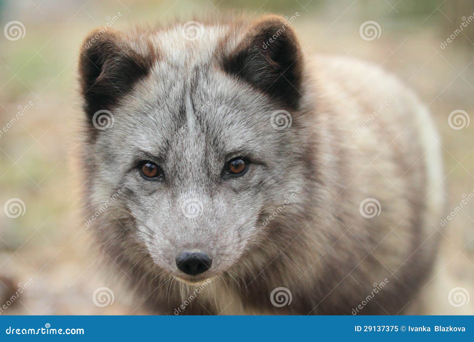 Volpe polare immagine stock. Immagine di nave, animale - 29137375