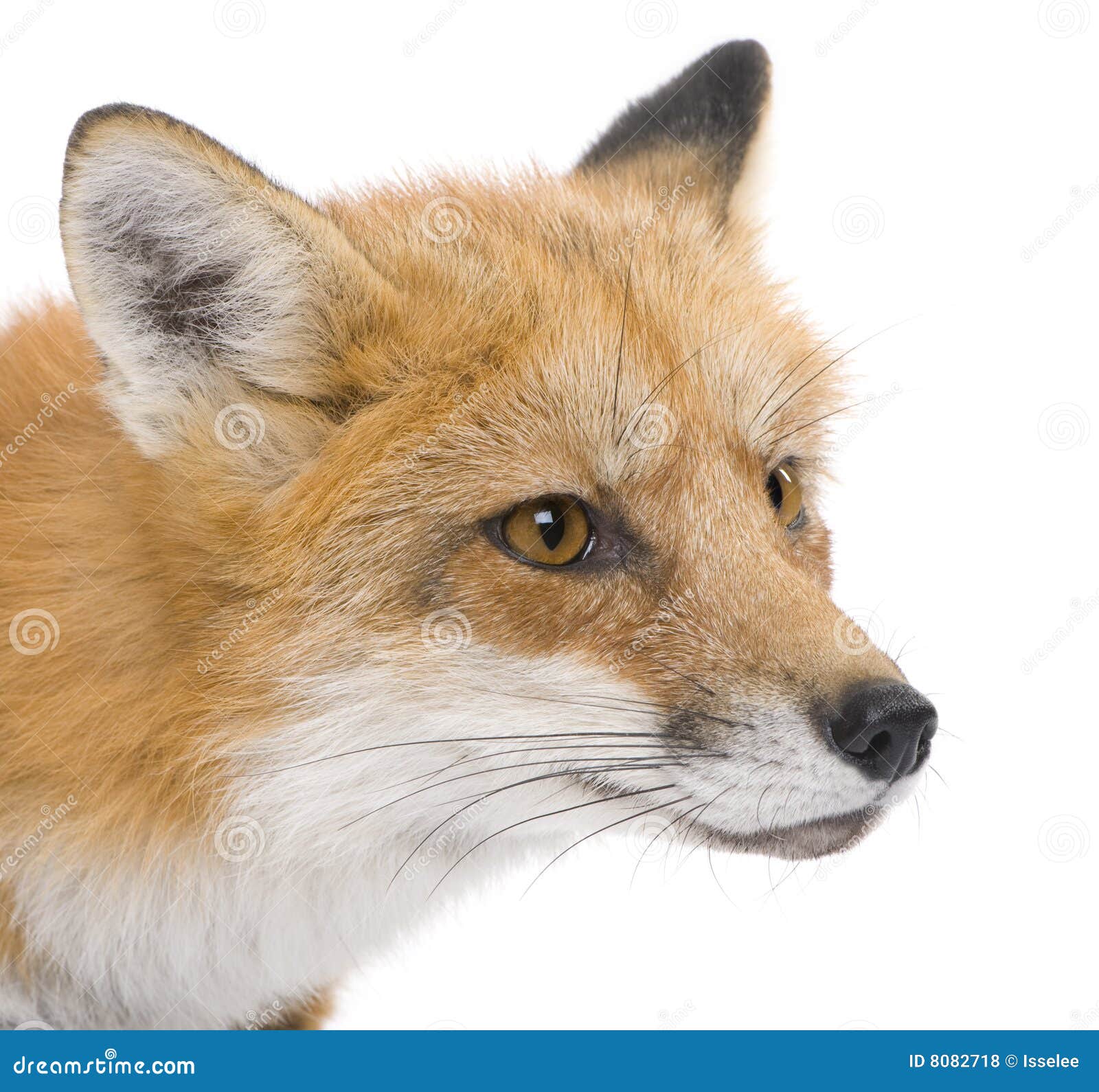 Volpe Rossa (4 Anni) - Vulpes Del Vulpes Fotografia Stock - Immagine di ...