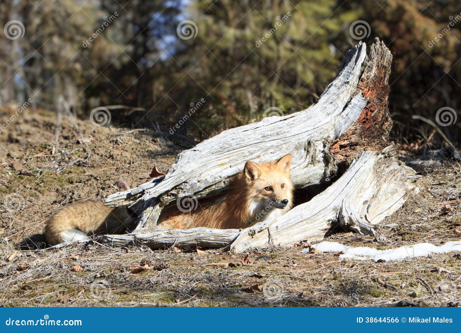 Volpe Rossa Che Gioca Sotto Il Ceppo Fotografia Stock - Immagine di ...