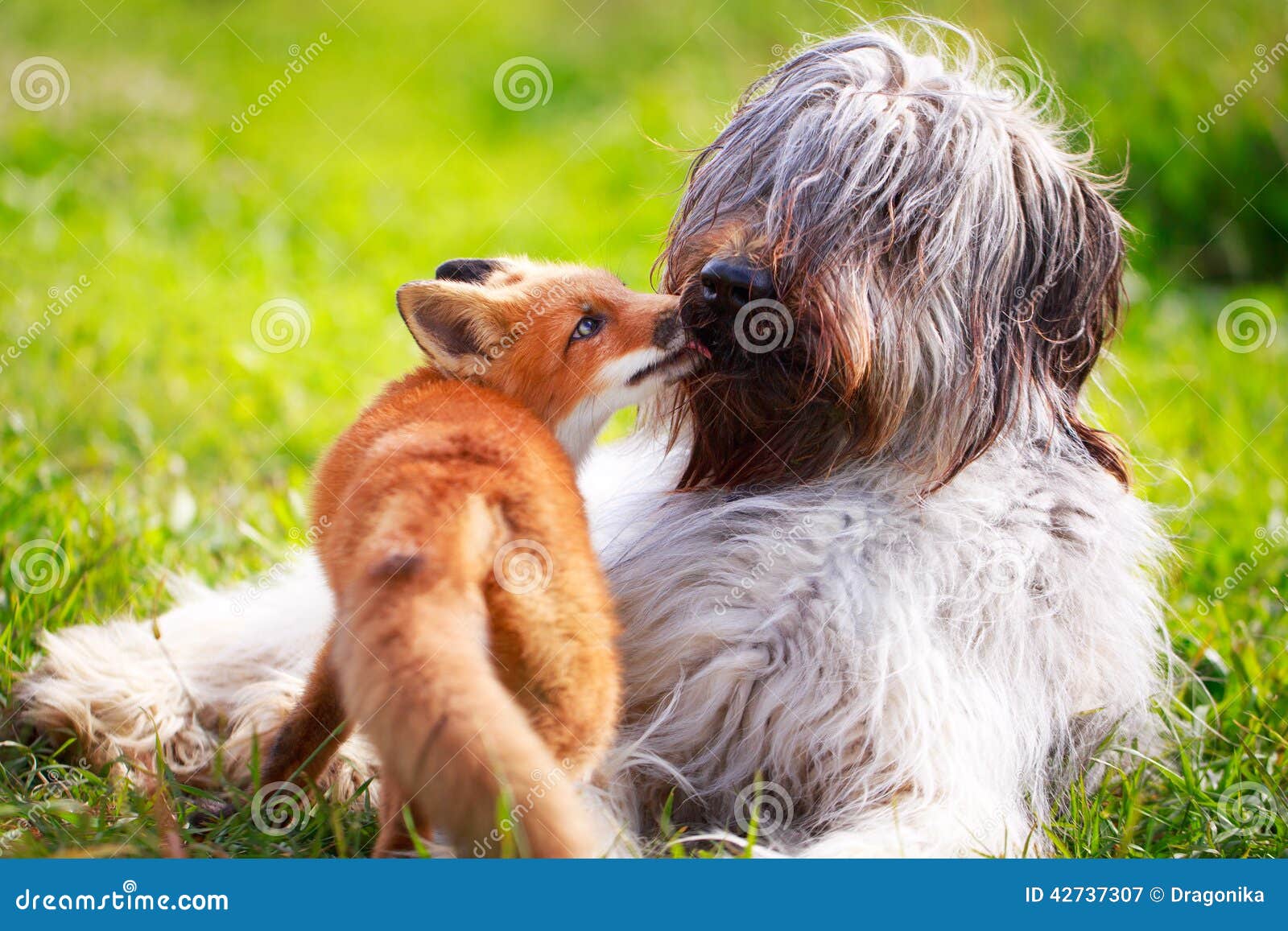 Volpe rossa e cane immagine stock. Immagine di cucciolo - 42737307