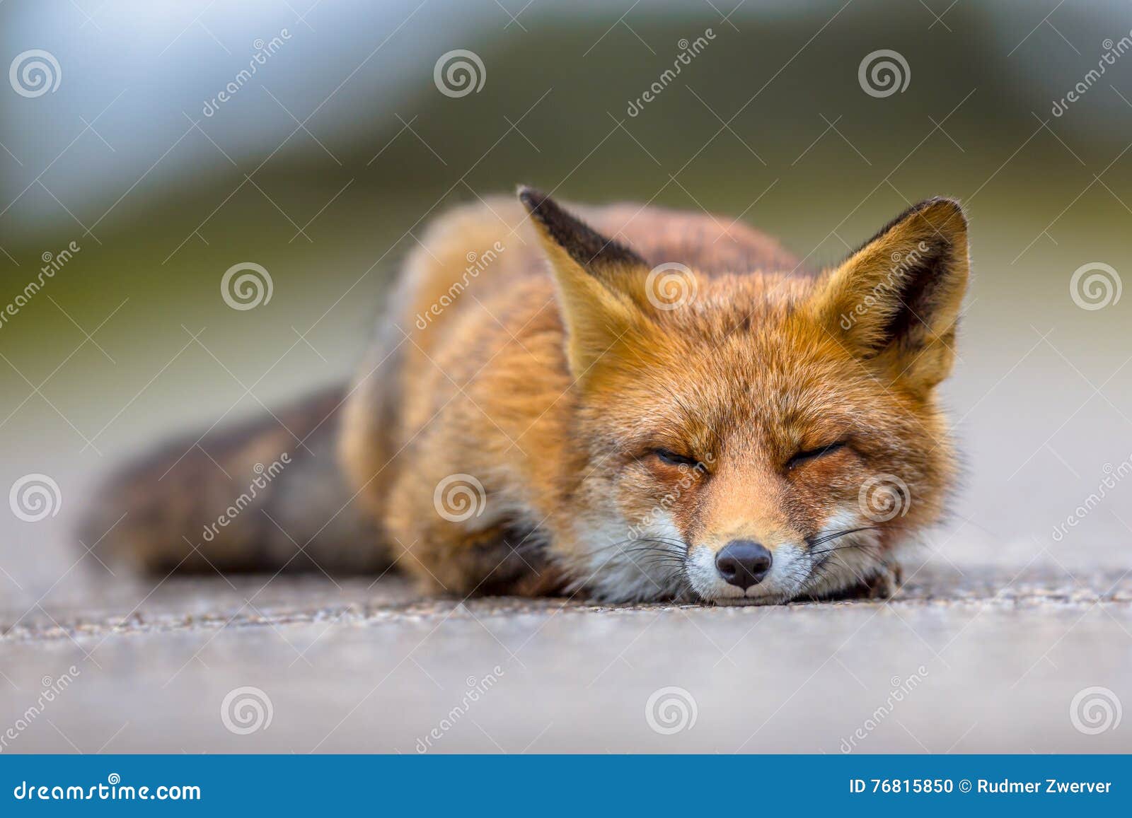 Volpe Rossa Europea Di Sonno Fotografia Stock - Immagine di nave ...