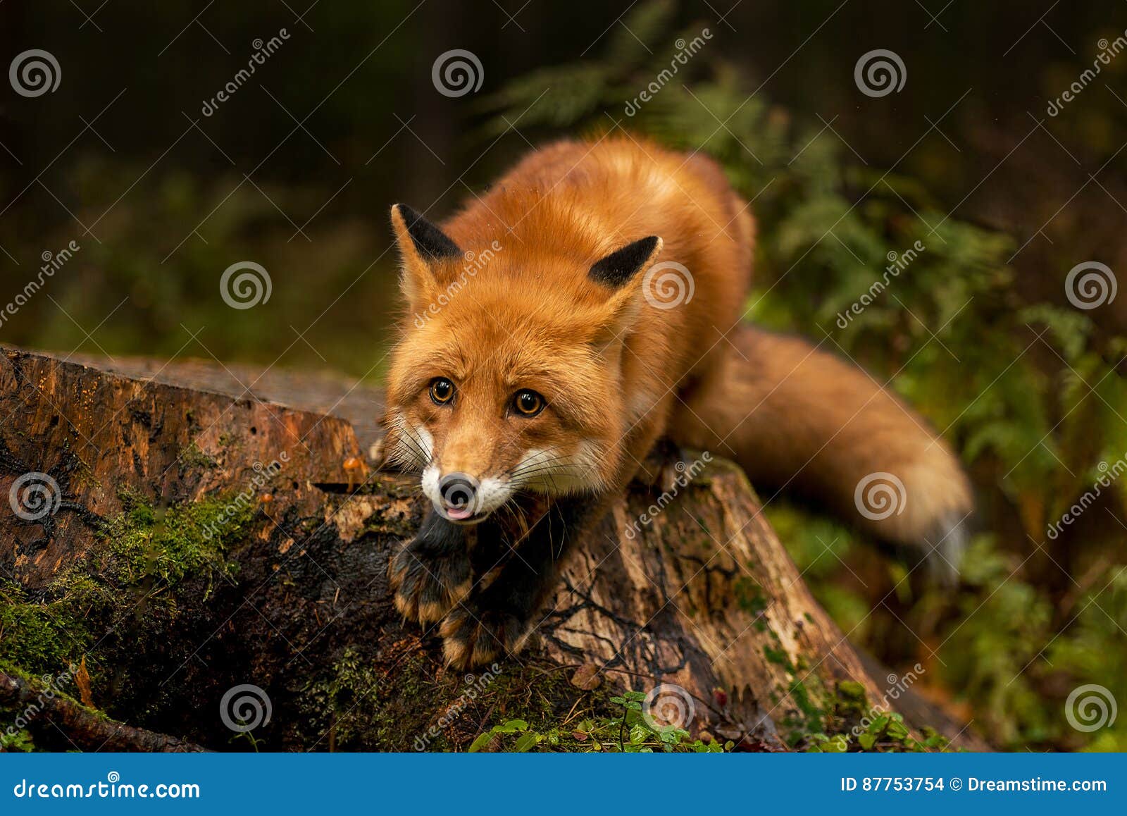 Volpe rossa nella foresta fotografia stock. Immagine di orecchi - 87753754