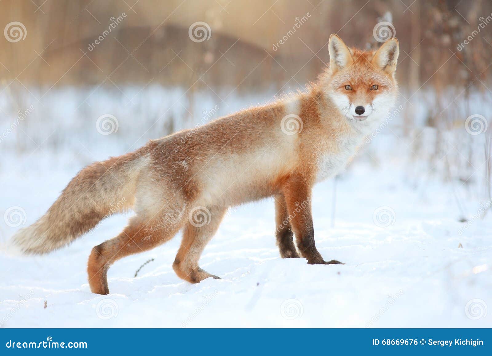 Volpe Rossa Nella Foresta Di Inverno Fotografia Stock - Immagine di ...