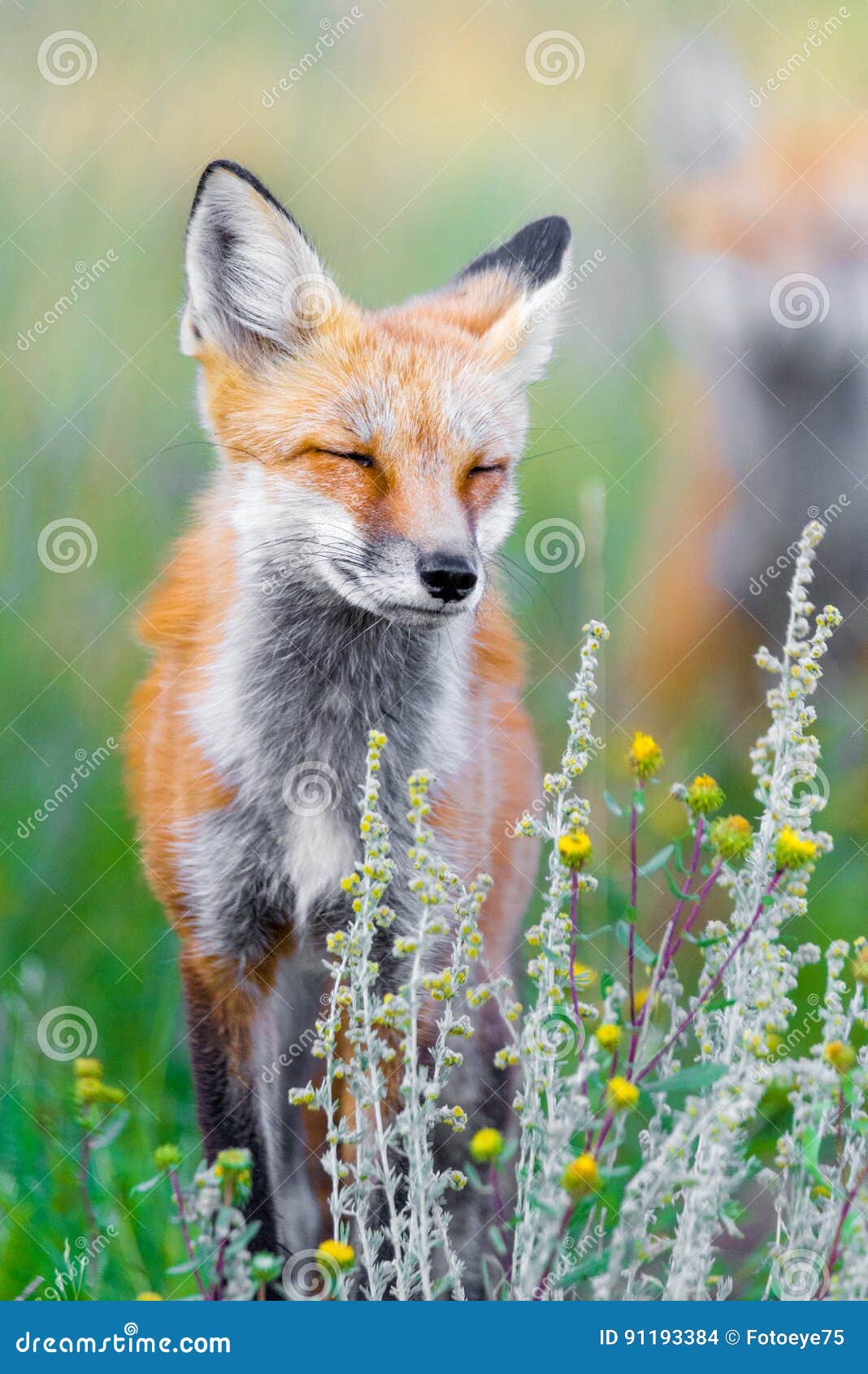 Volpe Rossa Selvaggia in Erba Verde Fotografia Stock - Immagine di ...