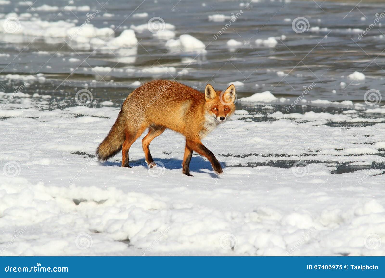 Volpe Rossa Selvaggia Su Ghiaccio Immagine Stock - Immagine di nave ...