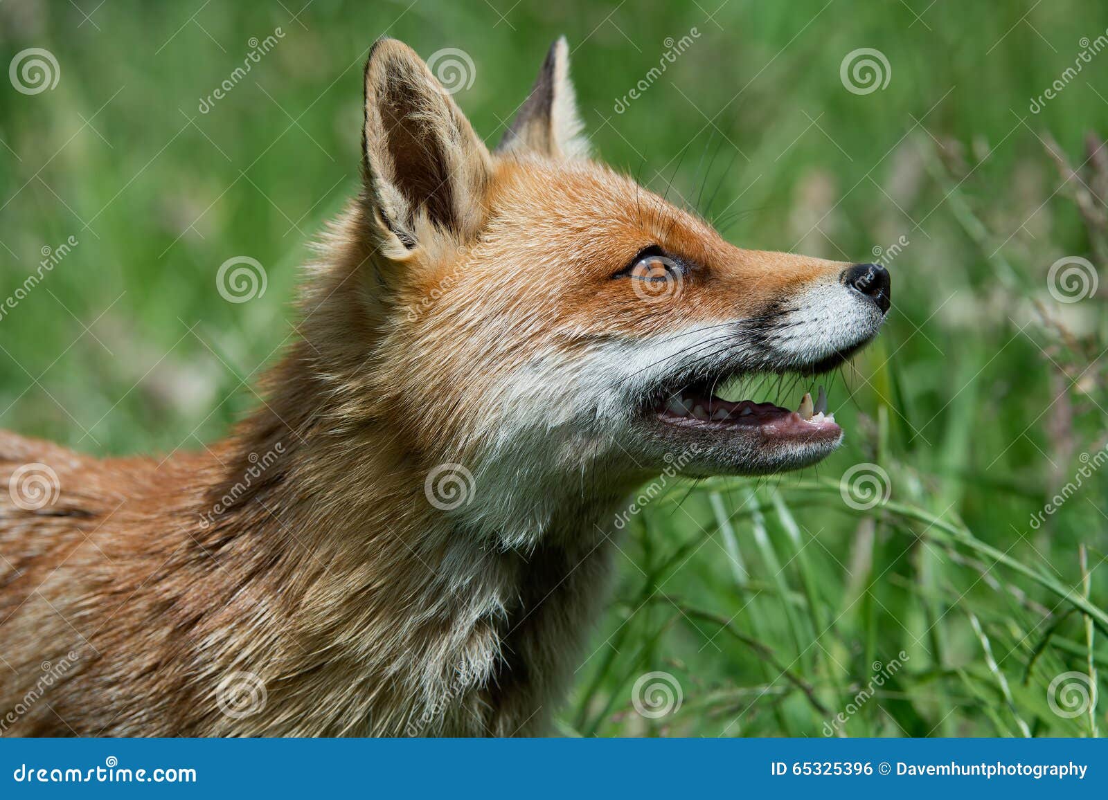 Volpe Rossa (vulpes Del Vulpes) Fotografia Stock - Immagine di rabbia ...
