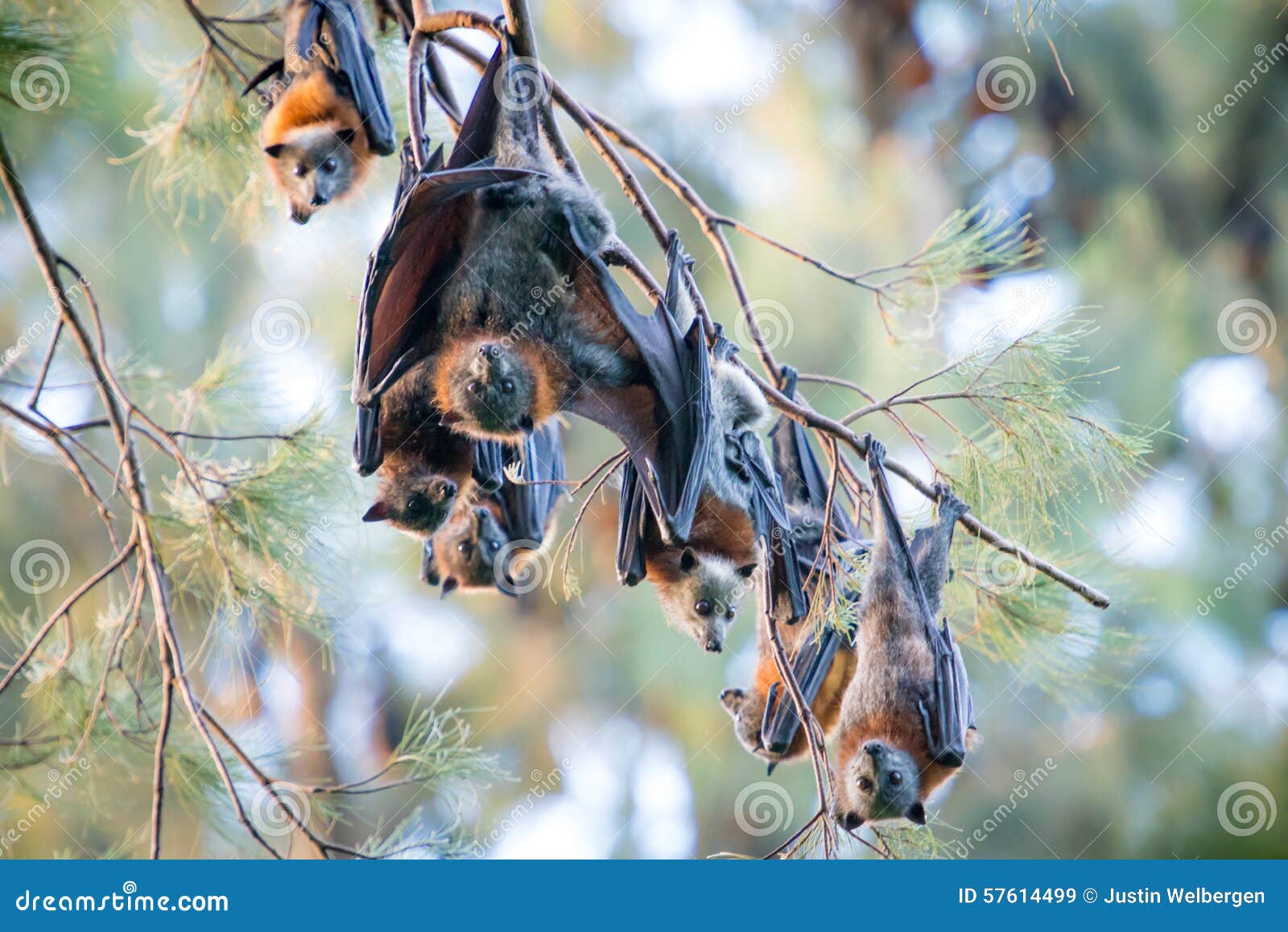 Volpi volanti che roosting immagine stock. Immagine di diretto - 57614499