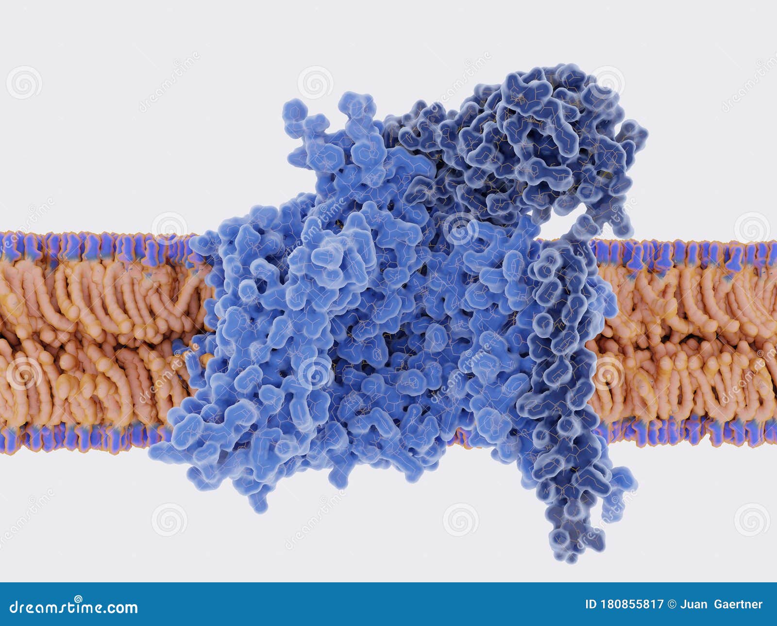 The Voltage-gated Sodium Channel Transporting Sodium Ions Through A ... The Voltage-gated Sodium Channel Transporting Sodium Ions Through A ...
