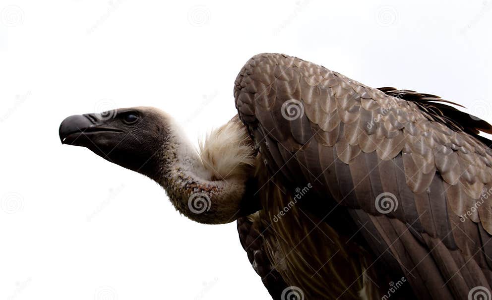 Volture-1 stock photo. Image of power, focus, eyes, danger - 228886