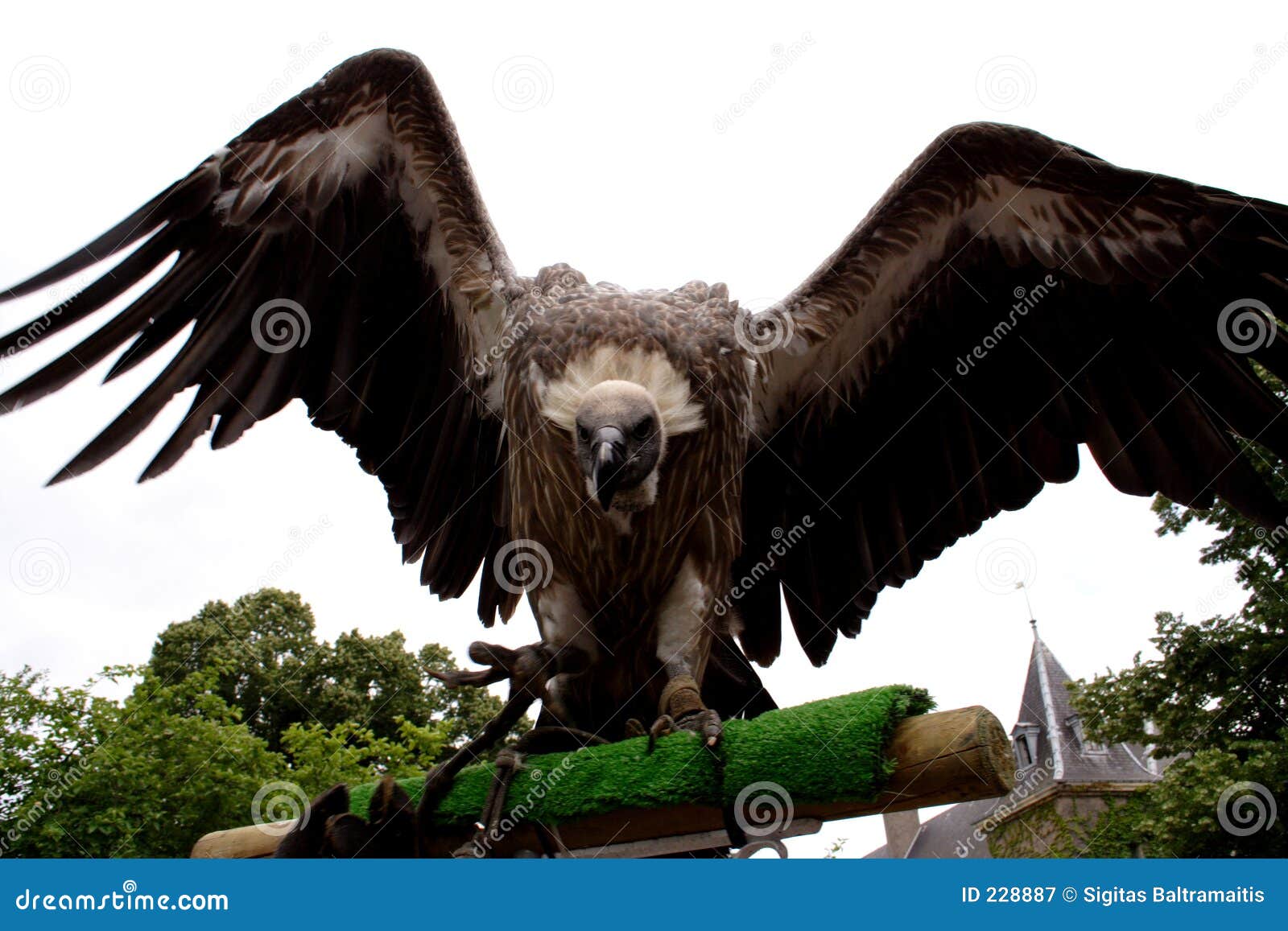 Volture stock image. Image of wings, danger, hunt, eyes - 228887