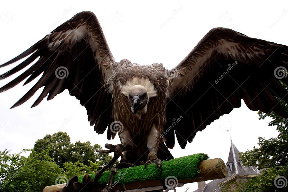 Volture stock image. Image of wings, danger, hunt, eyes - 228887