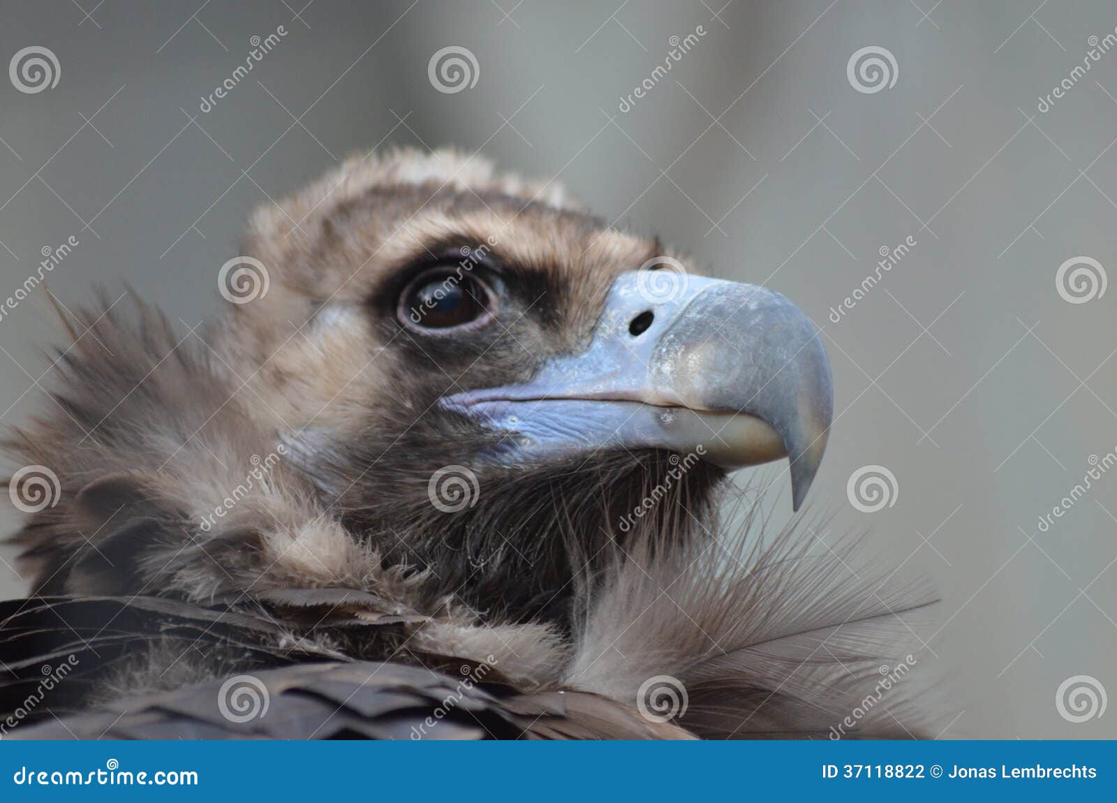 Volture stock photo. Image of volture, bird, closeup - 37118822
