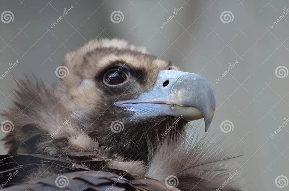 Volture stock photo. Image of volture, bird, closeup - 37118822