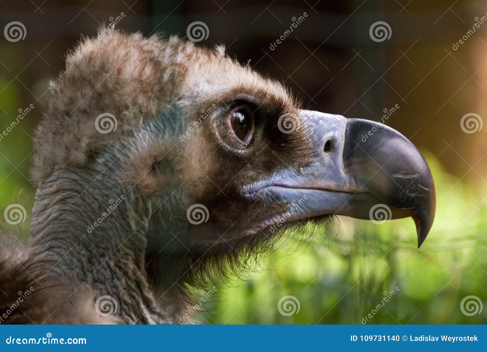 Volture stock photo. Image of beak, nature, feather - 109731140