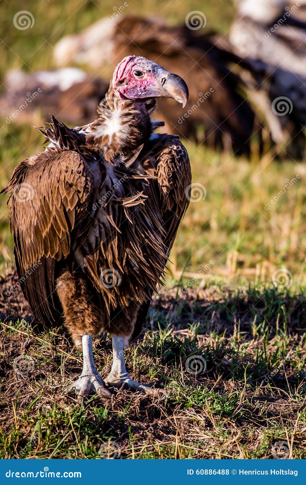 Volture in Masai Mara stock photo. Image of spotted, travel - 60886488