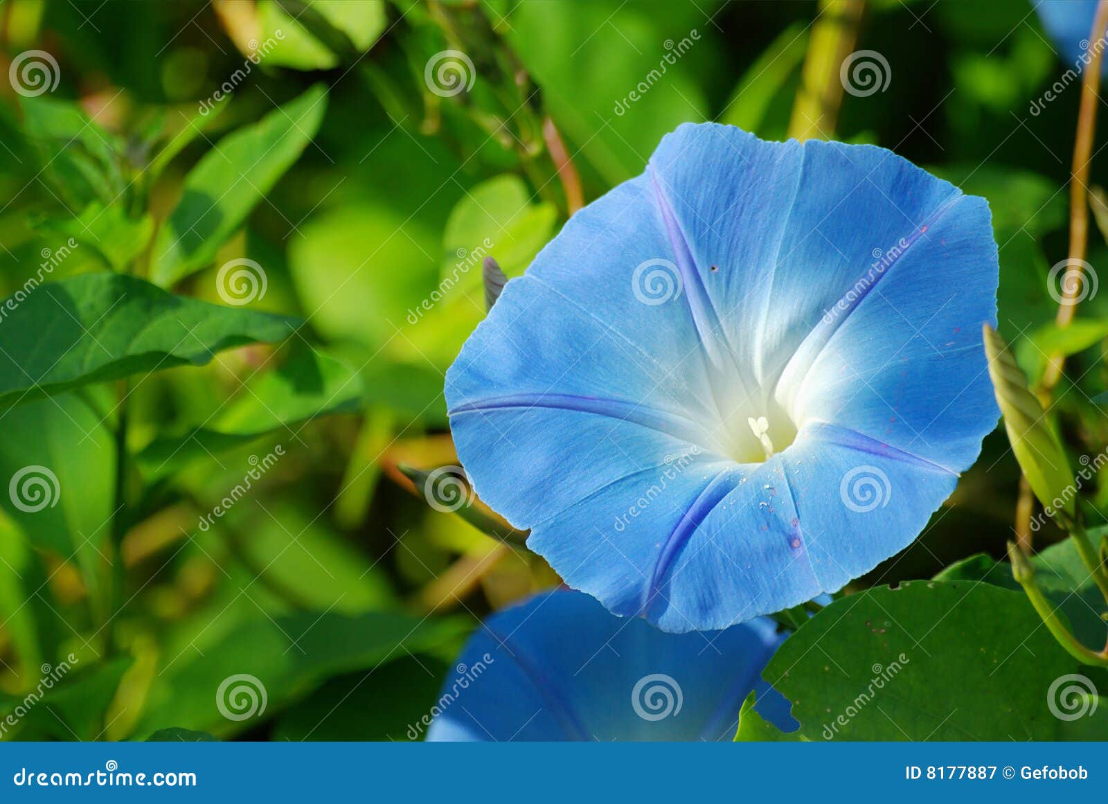 Volubilis 2 stock image. Image of volubilis, light, flora - 8177887