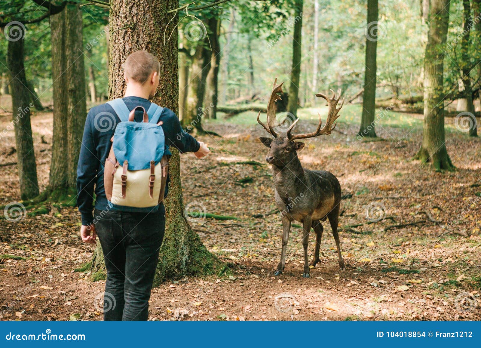 A Volunteer Feeds a Wild Deer in the Forest. Caring for Animals. Stock ...