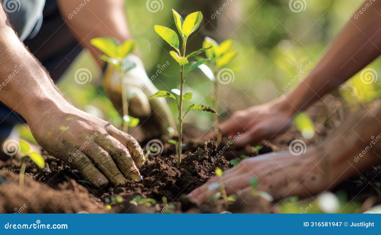 A Volunteer Guidebook Outlining the Steps for Organizing a Treeplanting ...