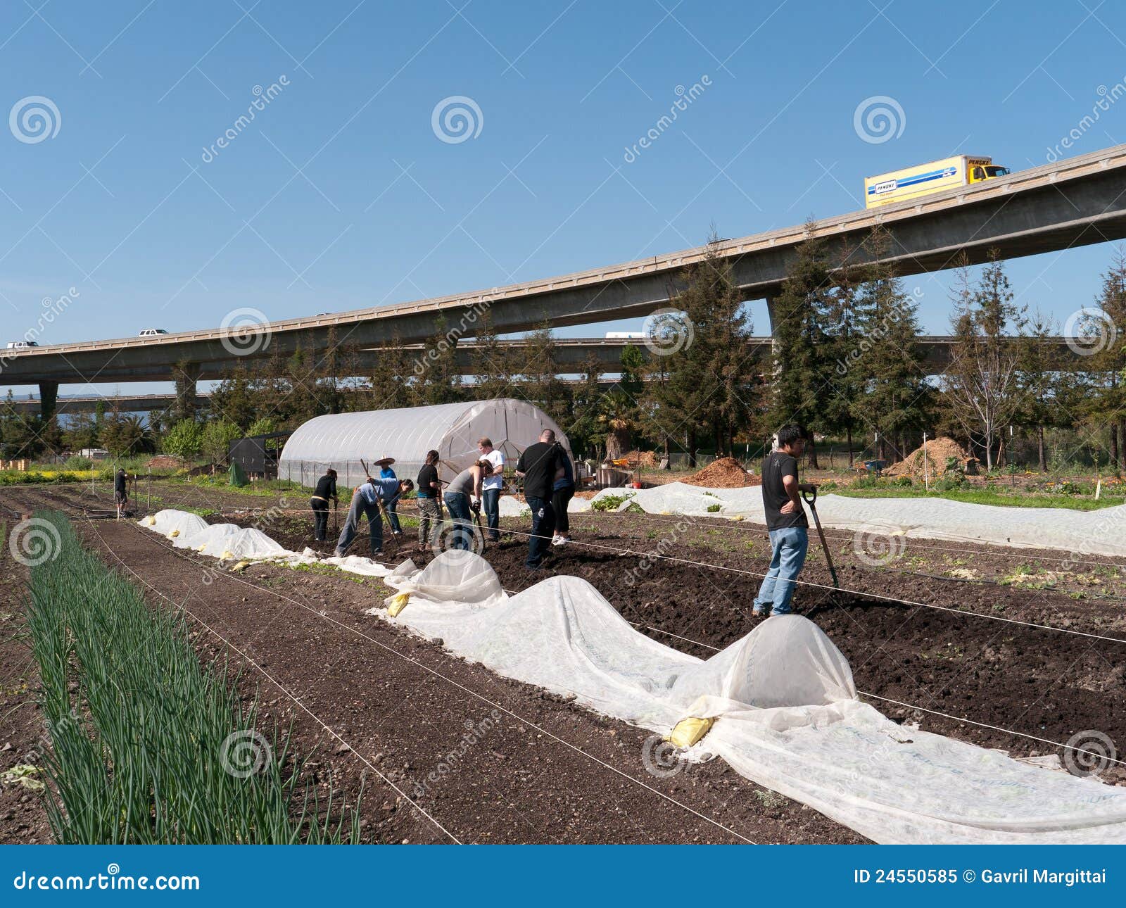 Volunteers Working at Community Farm Editorial Image - Image of ...