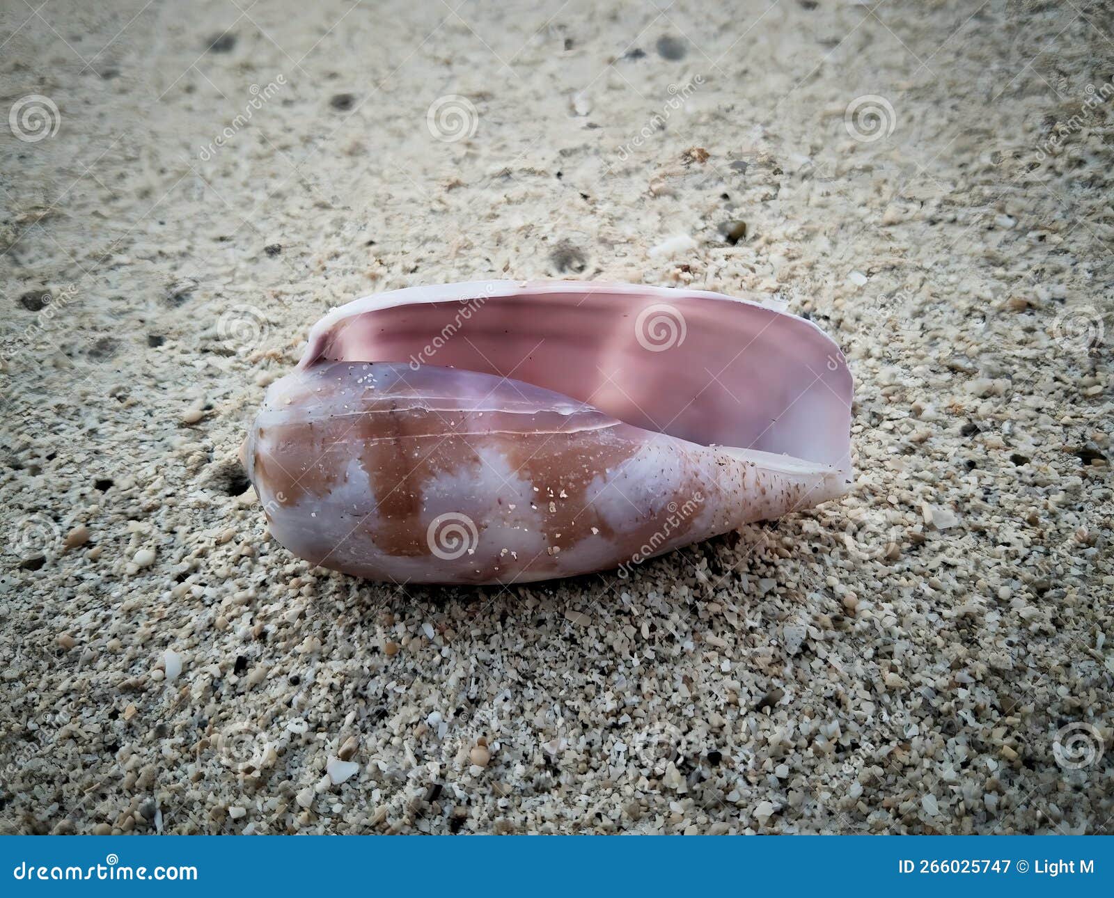 Volute Sea Shell in the Seashore Stock Image - Image of finger, nail ...