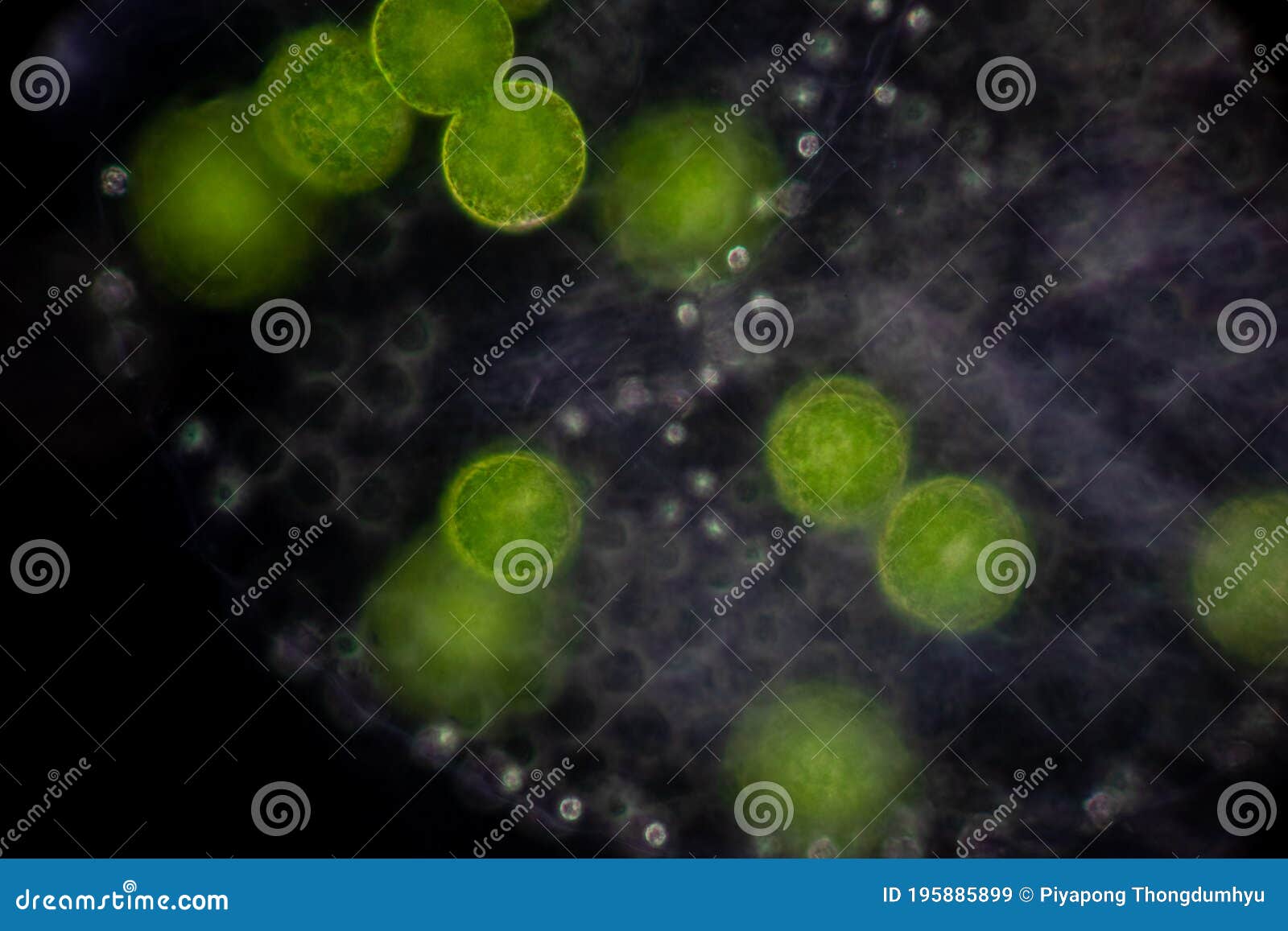 Volvox in Drop of Water Under the Microscope. Stock Image - Image of ...