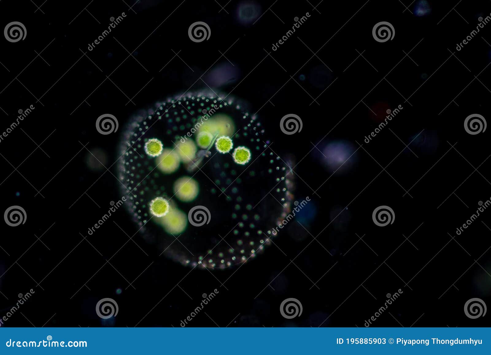 Volvox in Drop of Water Under the Microscope. Stock Image - Image of ...
