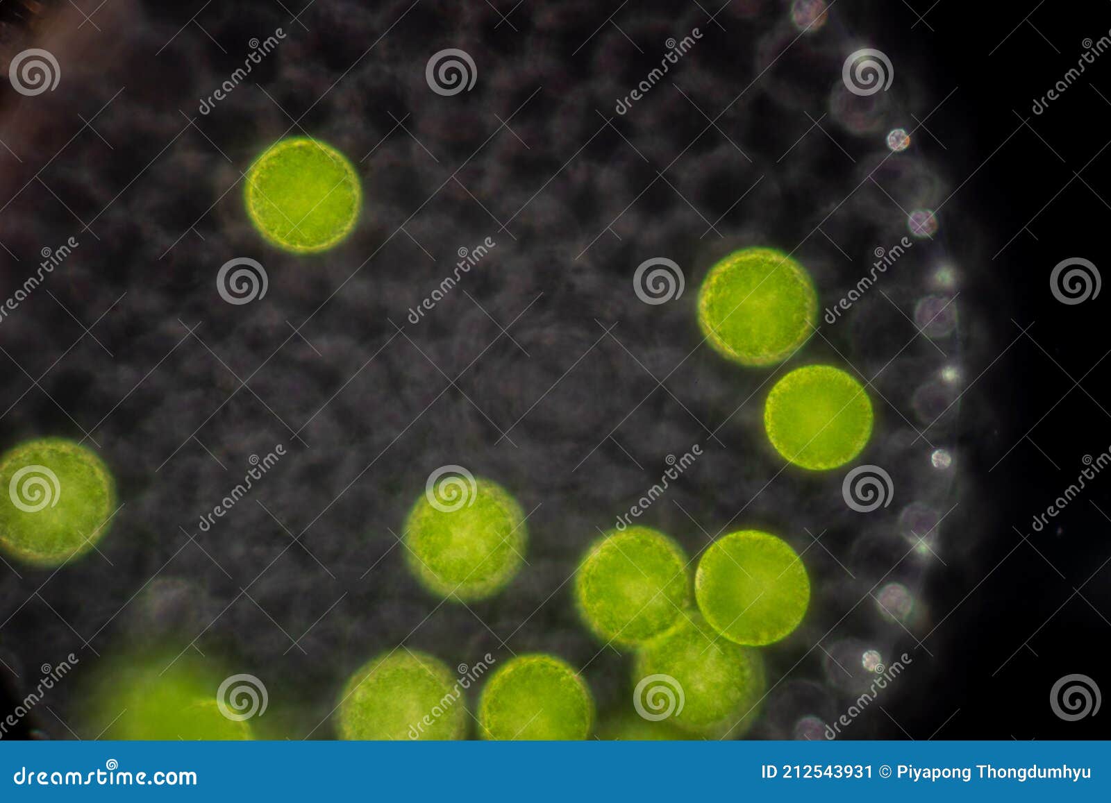 Volvox in Drop of Water Under the Microscope. Stock Image - Image of ...