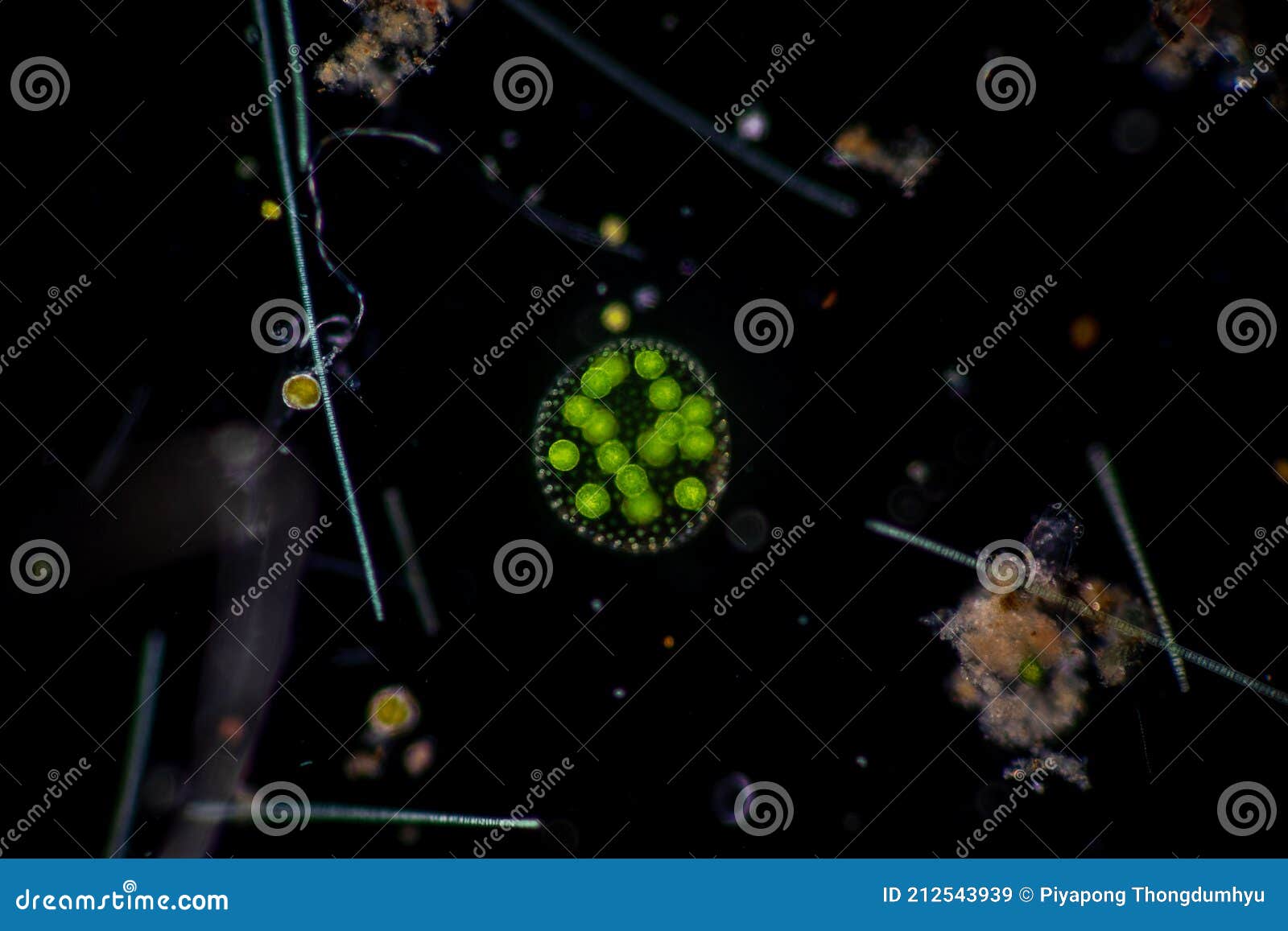 Volvox in Drop of Water Under the Microscope. Stock Image - Image of ...