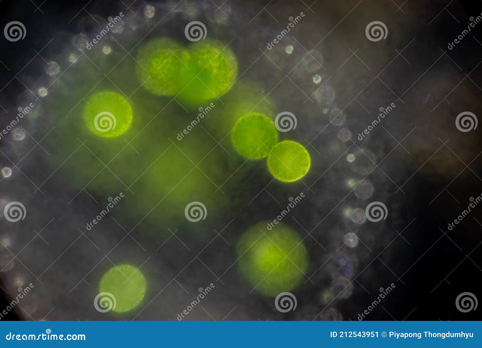 Volvox in Drop of Water Under the Microscope. Stock Image - Image of ...