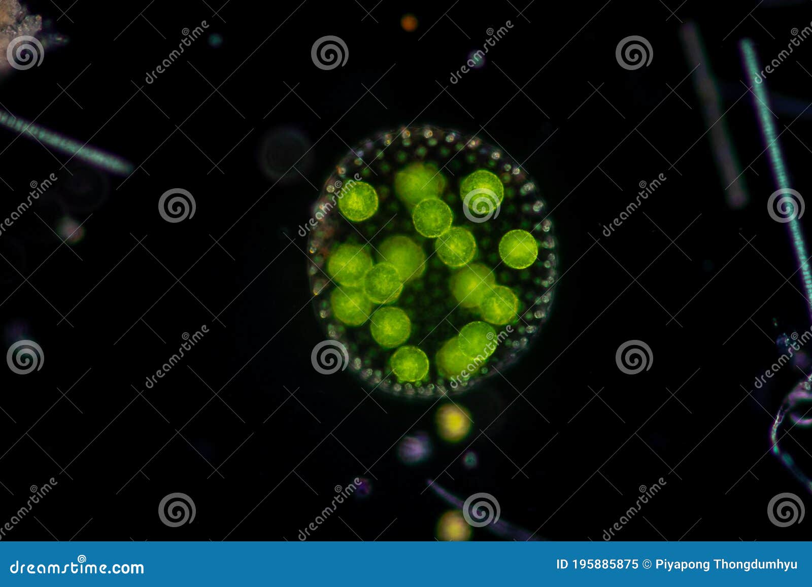 Volvox in Drop of Water Under the Microscope. Stock Image - Image of ...