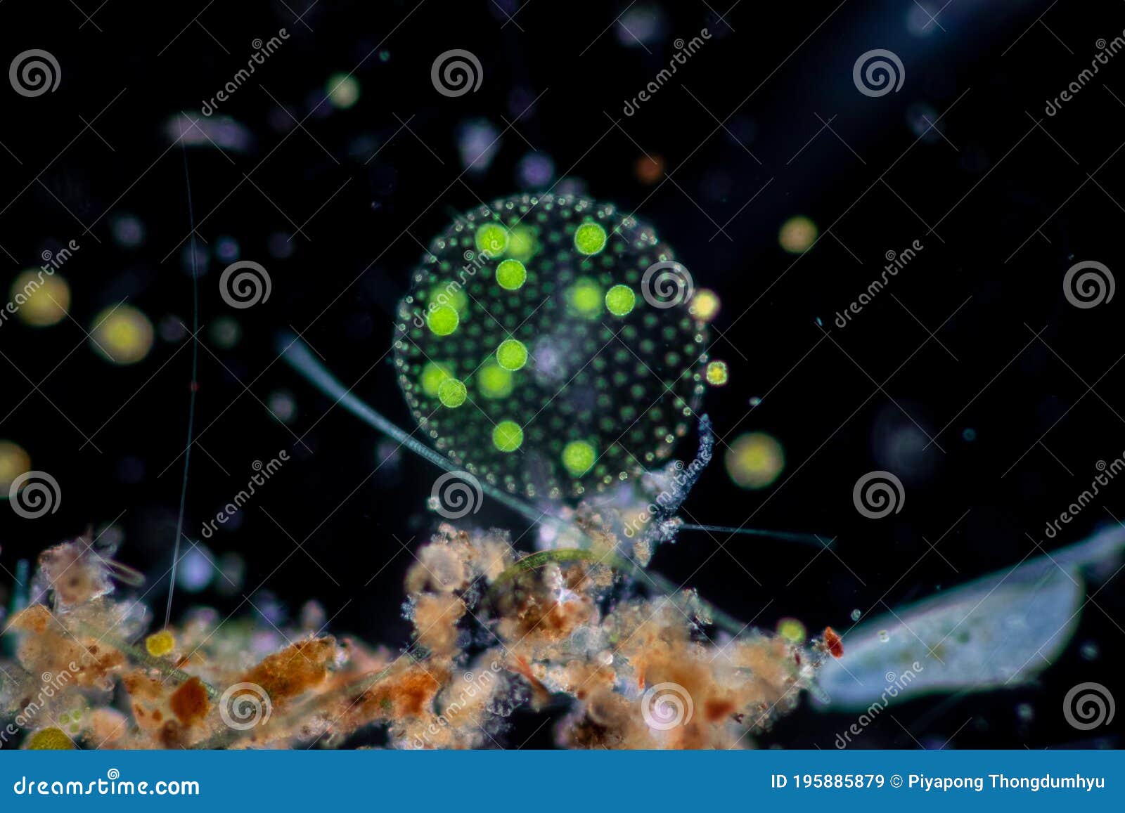 Volvox in Drop of Water Under the Microscope. Stock Image - Image of ...