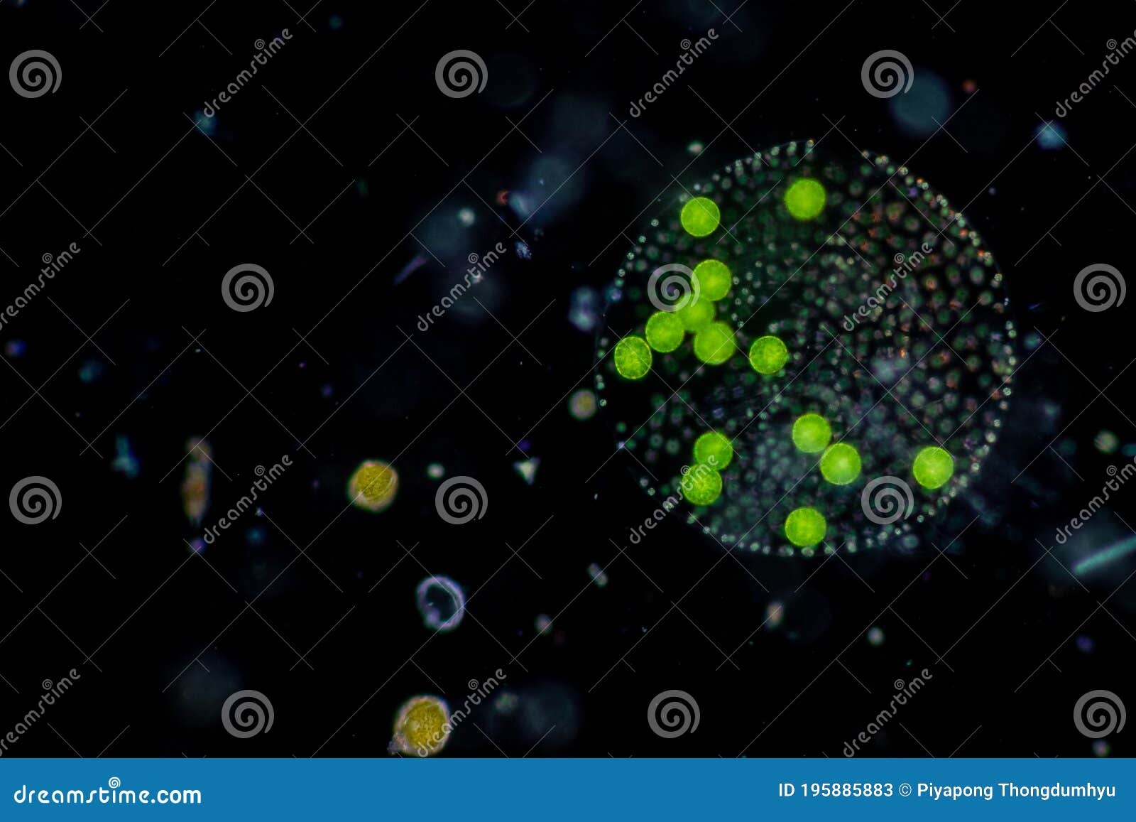 Volvox in Drop of Water Under the Microscope. Stock Image - Image of ...