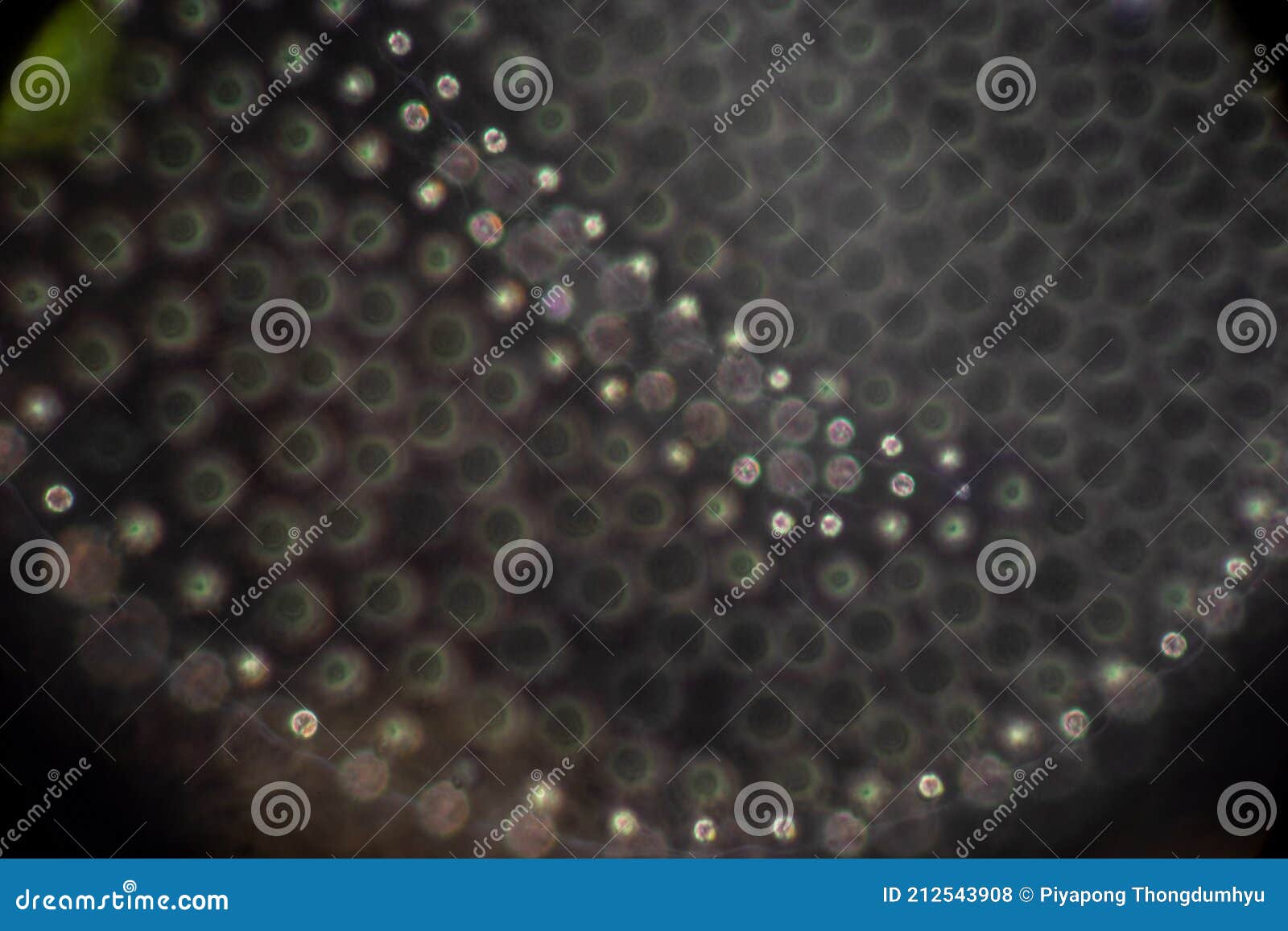 Volvox in Drop of Water Under the Microscope. Stock Photo - Image of ...