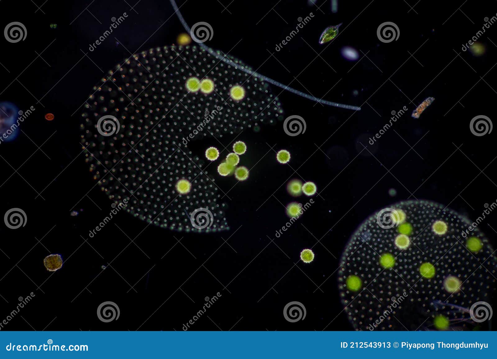 Volvox in Drop of Water Under the Microscope. Stock Image - Image of ...