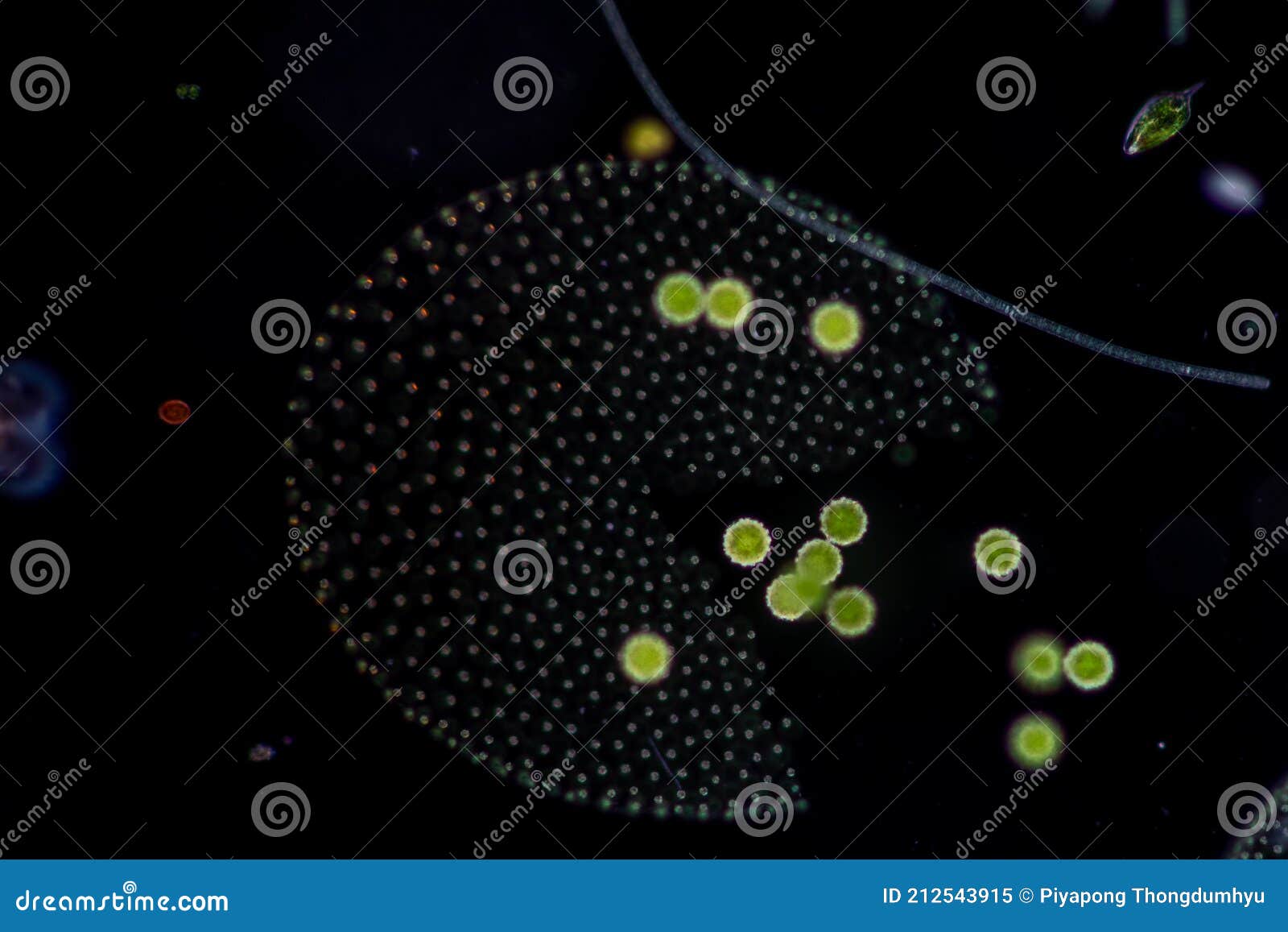 Volvox In Drop Of Water Under The Microscope. Stock Image ...