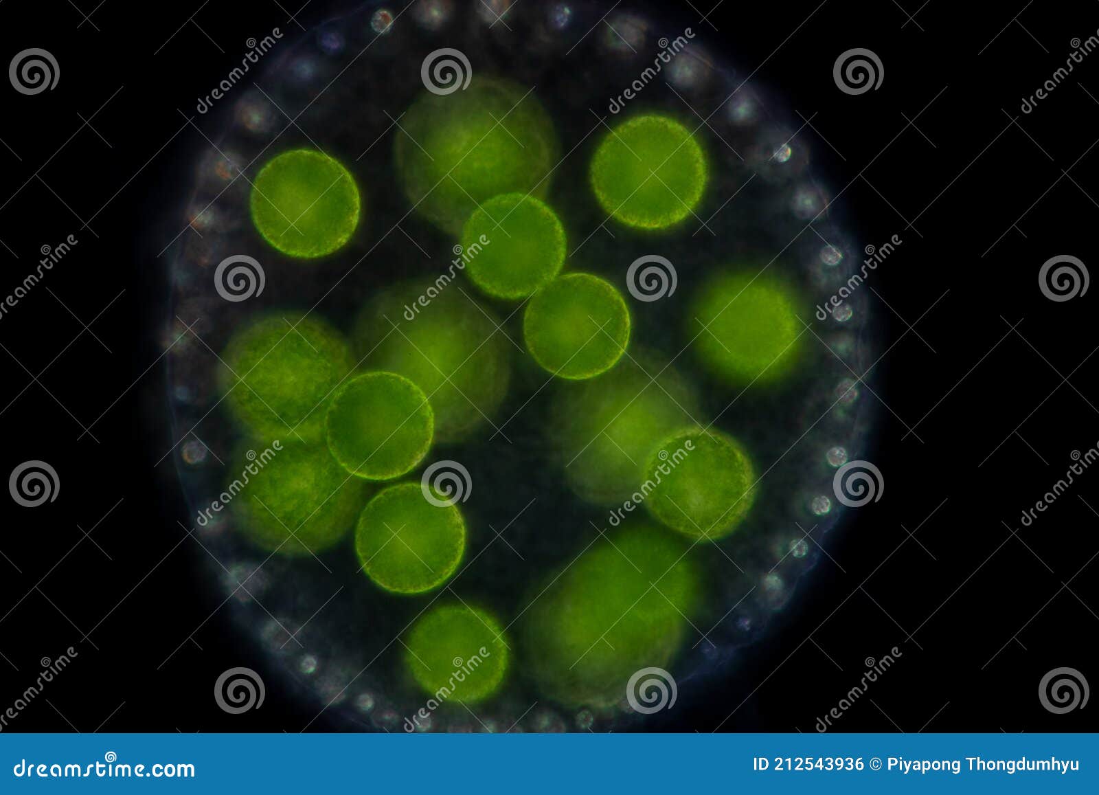 Volvox in Drop of Water Under the Microscope. Stock Photo - Image of ...