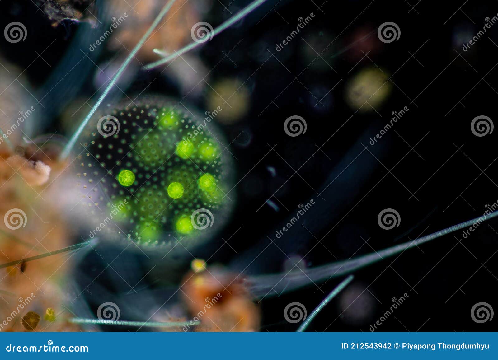 Volvox In Drop Of Water Under The Microscope. Stock Photo ...