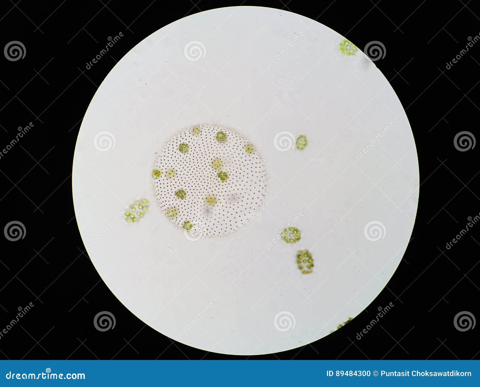 Volvox Genus of Chlorophyte Green Algae Stock Photo - Image of colonial ... Volvox Genus of Chlorophyte Green Algae Stock Photo - Image of colonial ...