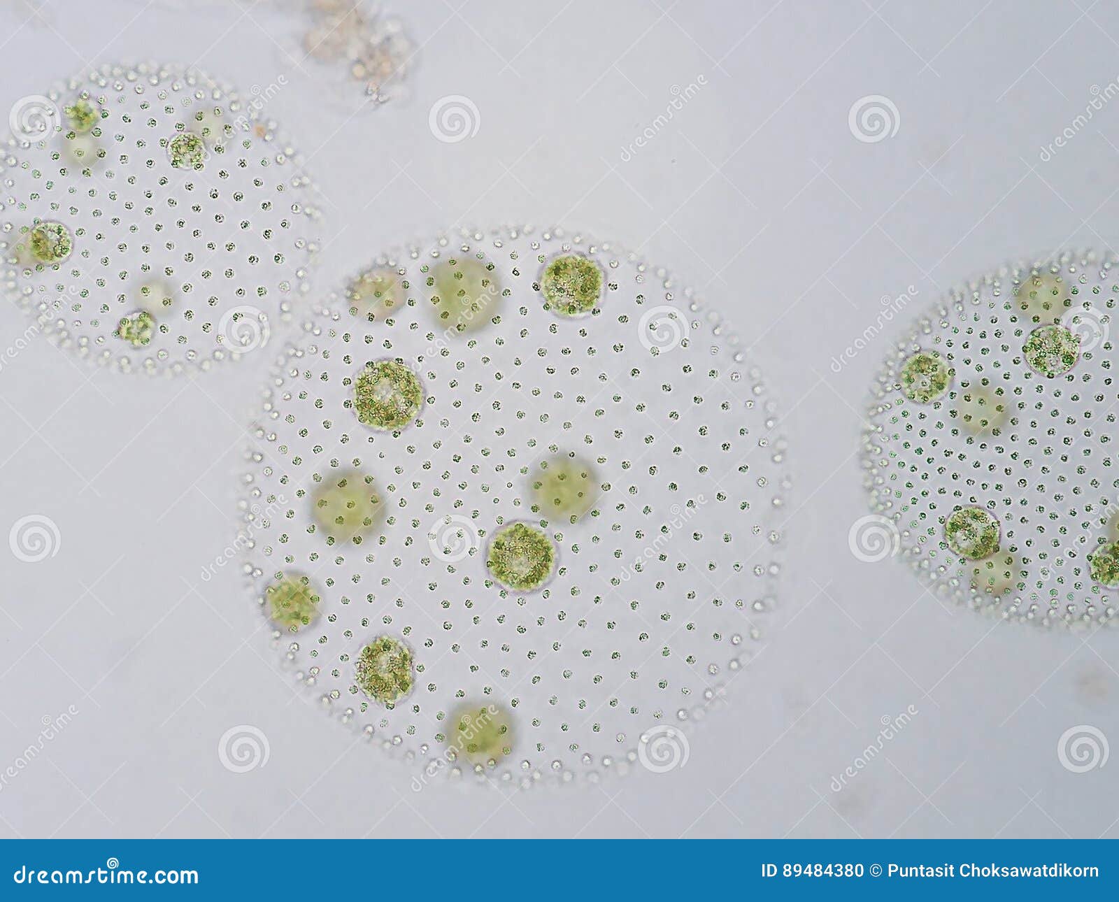 Volvox is Genus of Chlorophyte Green Algae Stock Photo - Image of cell ... Volvox is Genus of Chlorophyte Green Algae Stock Photo - Image of cell ...