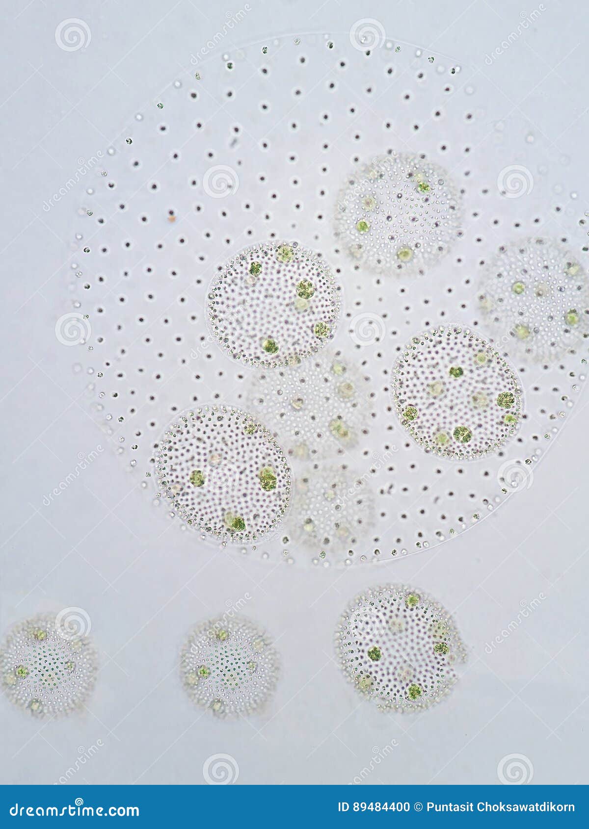 Volvox is Genus of Chlorophyte Green Algae Stock Photo - Image of pond ... Volvox is Genus of Chlorophyte Green Algae Stock Photo - Image of pond ...