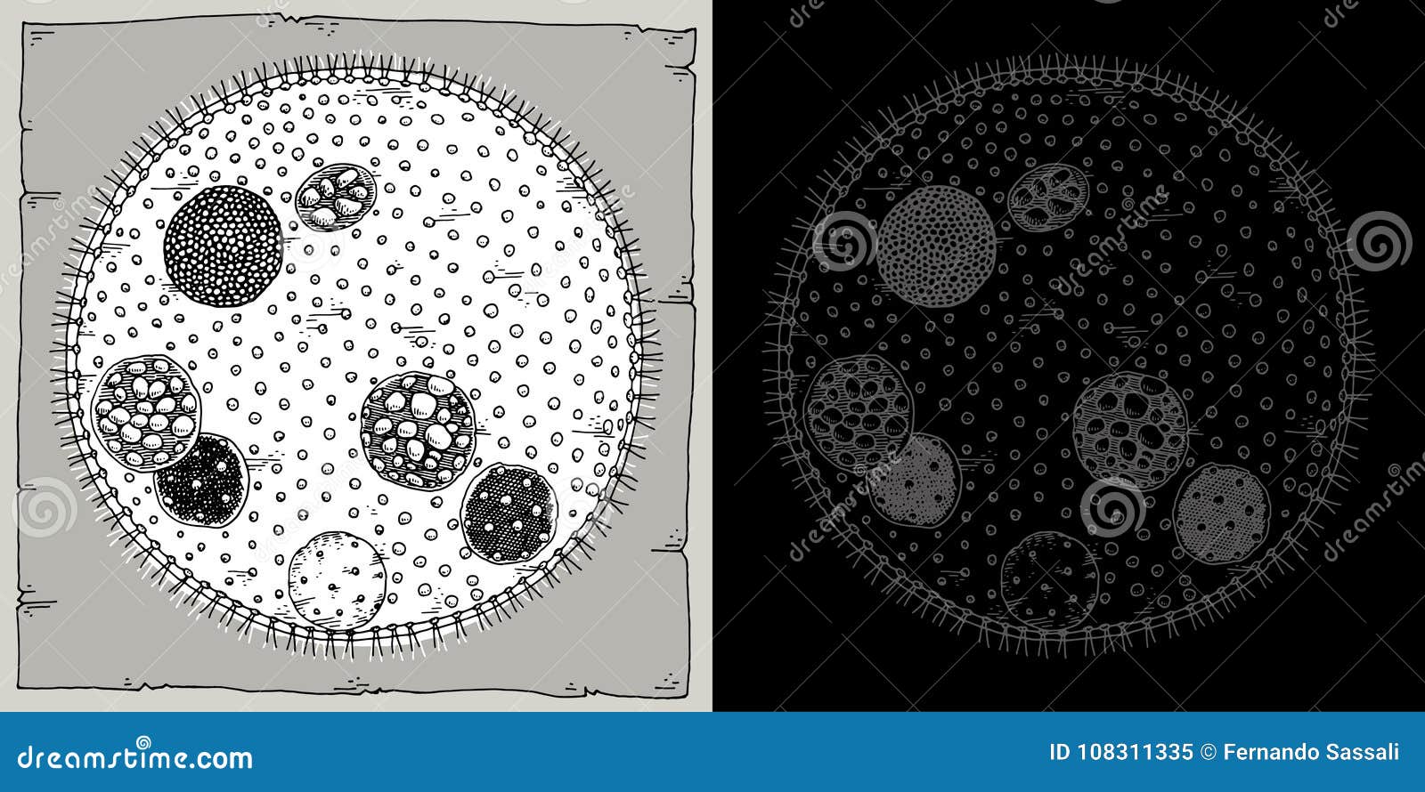 Volvox stock vector. Illustration of handmade, colonies - 108311335