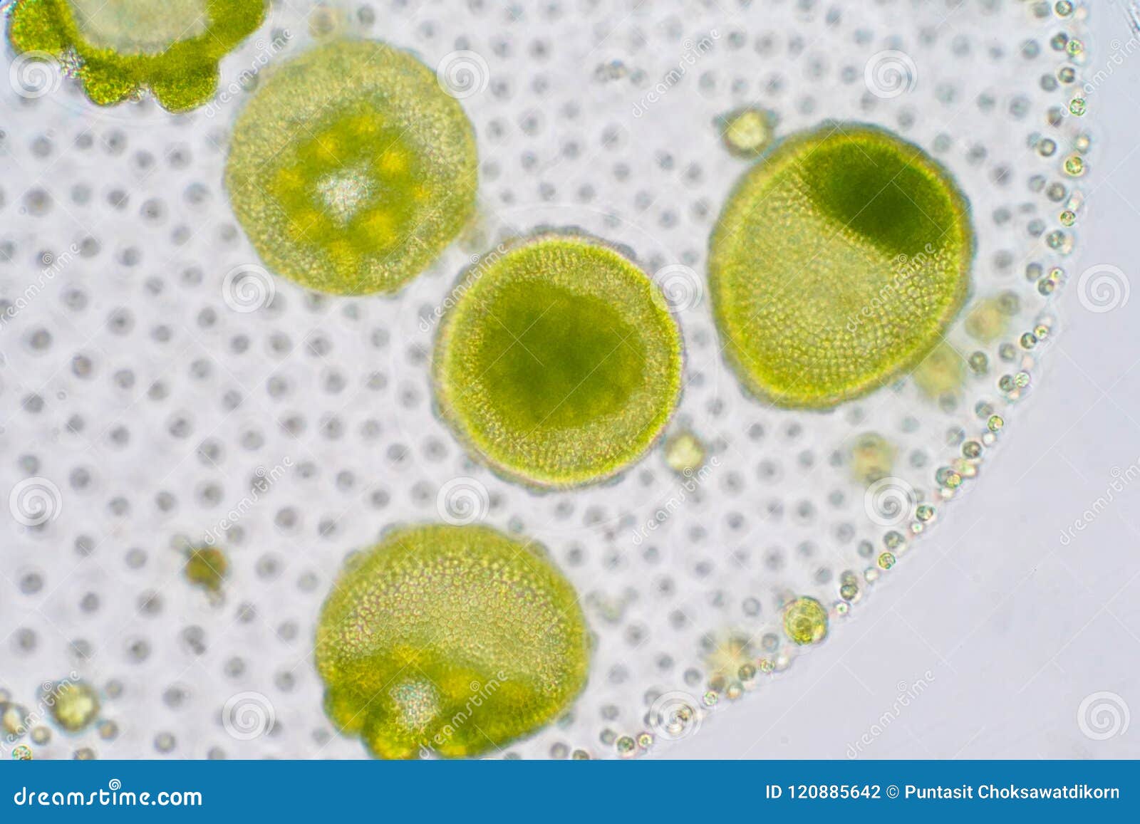 Volvox is a Polyphyletic Genus of Chlorophyte Green Algae or ... Volvox is a Polyphyletic Genus of Chlorophyte Green Algae or ...