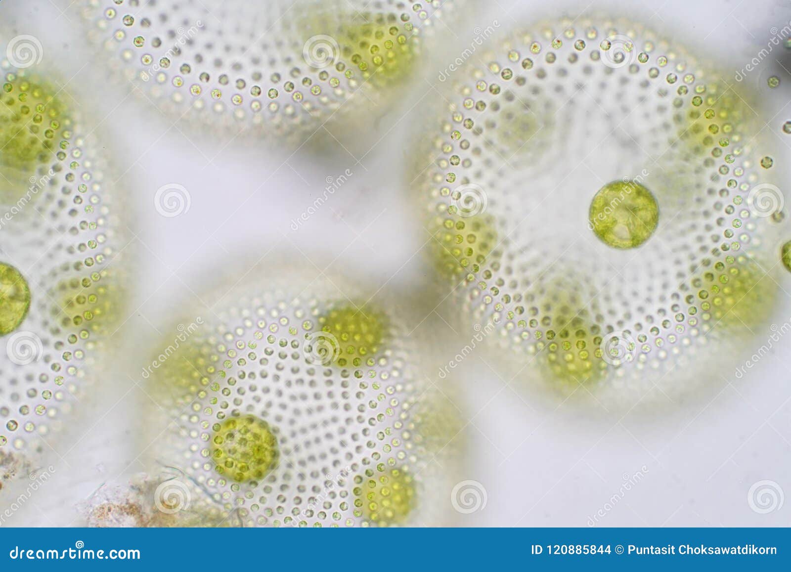 Volvox Algae Under Microscope - 100x Royalty-Free Stock Photo ...