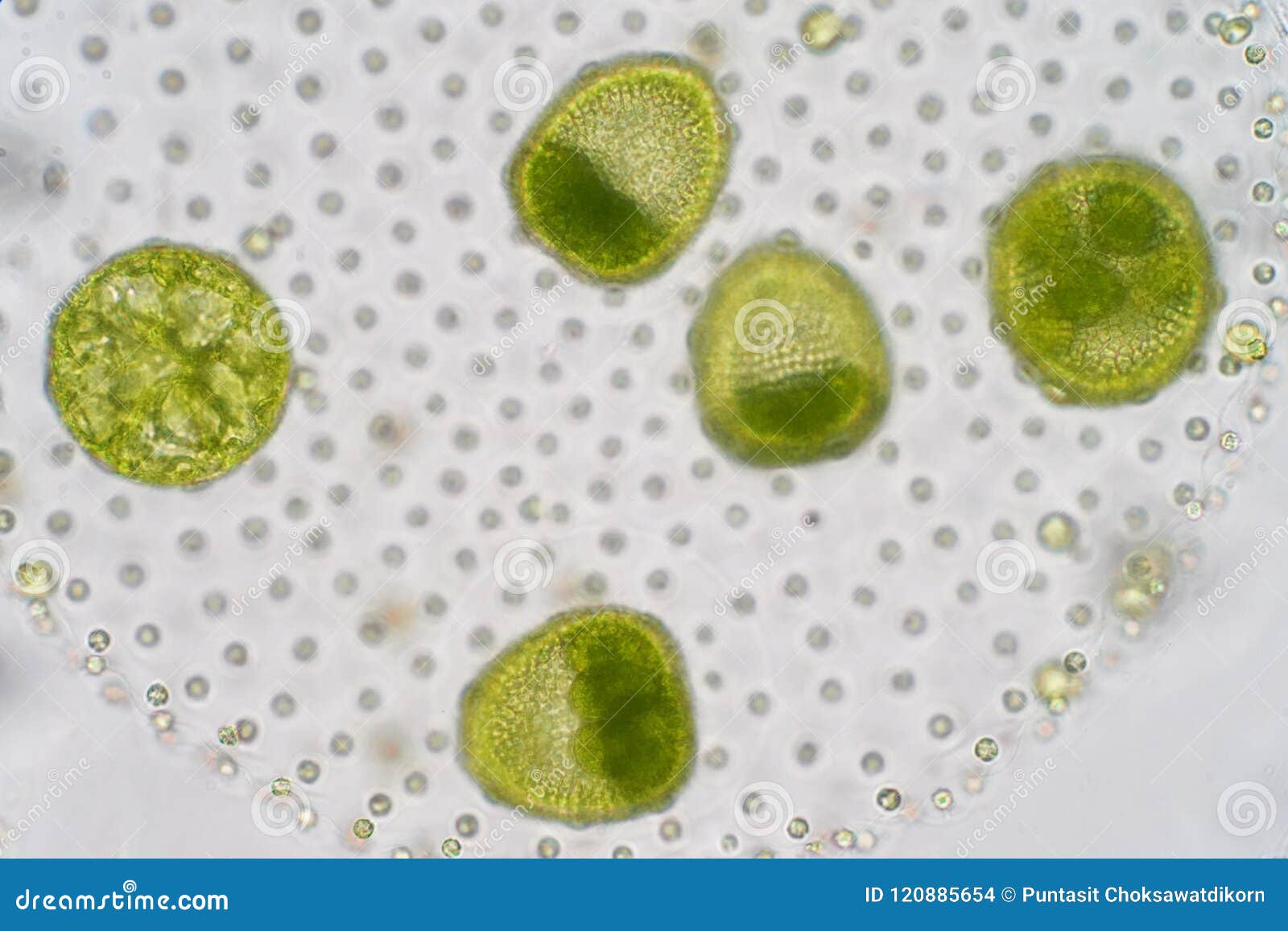 Volvox Is A Polyphyletic Genus Of Chlorophyte Green Algae Or ... Volvox Is A Polyphyletic Genus Of Chlorophyte Green Algae Or ...