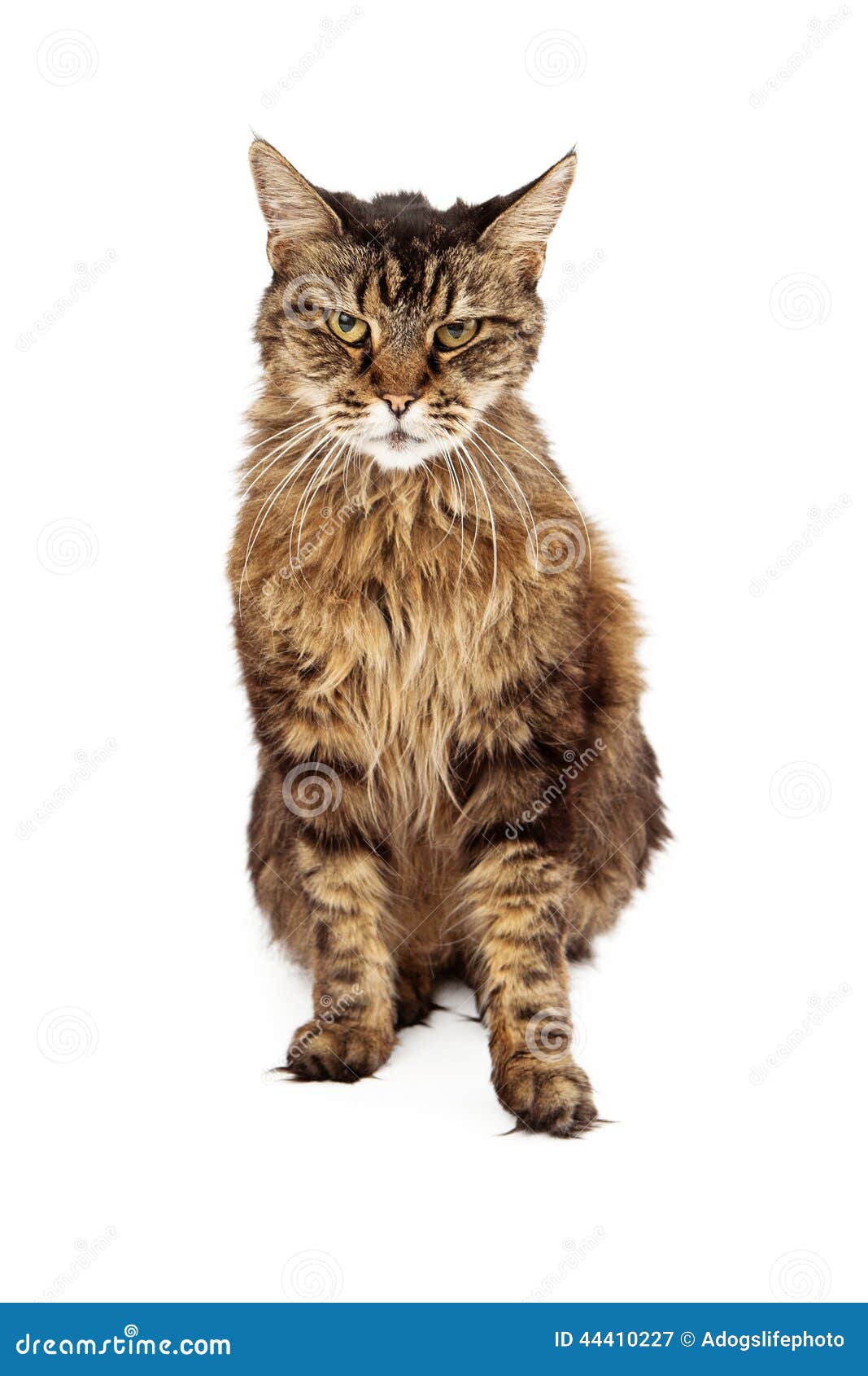 Volwassen Cat Sitting Angry Expression Stock Afbeelding - Image of ...