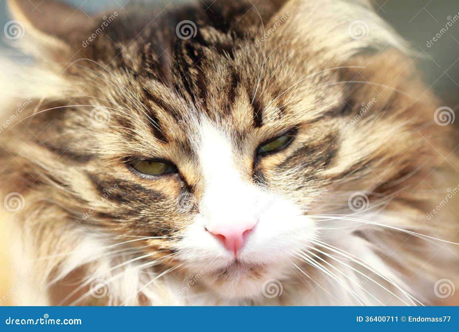 Volwassen Kat, Bruine Versie Van Siberische Kat Stock Afbeelding ...