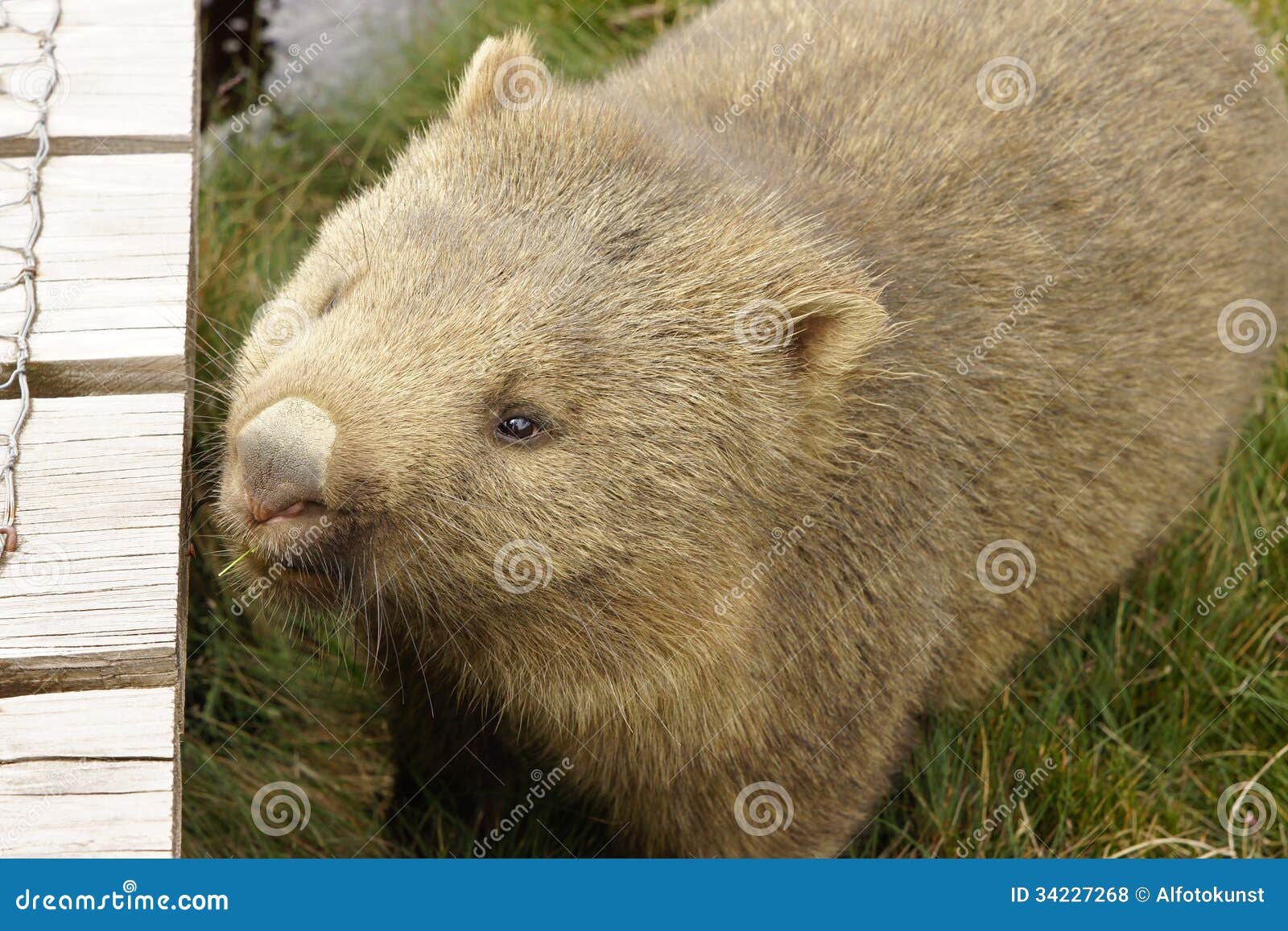 Vombat Tasmanien, Australien Arkivfoto - Bild av stängning, pungdjur ...